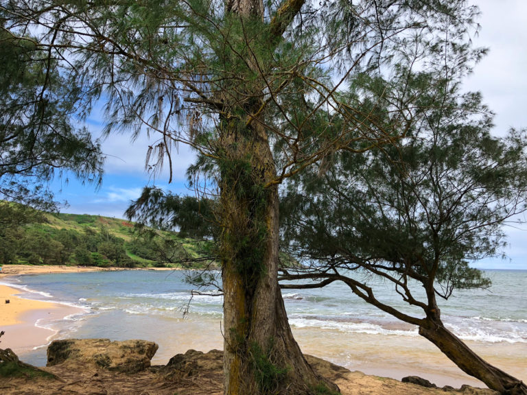 The Moloaa Mai Tai | This is Culinary Treasure